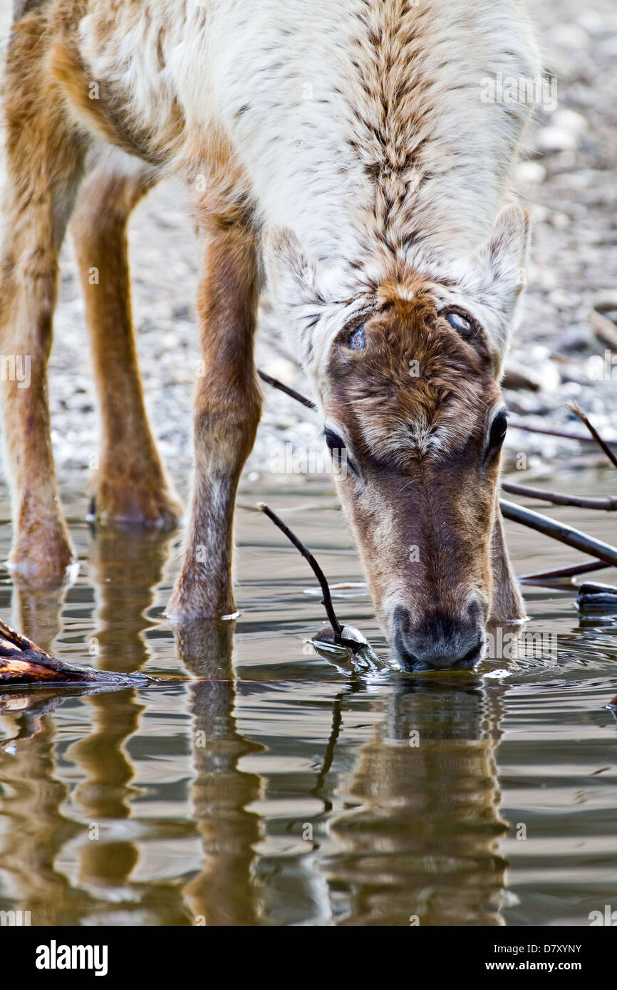 Caribou pond hi-res stock photography and images - Alamy