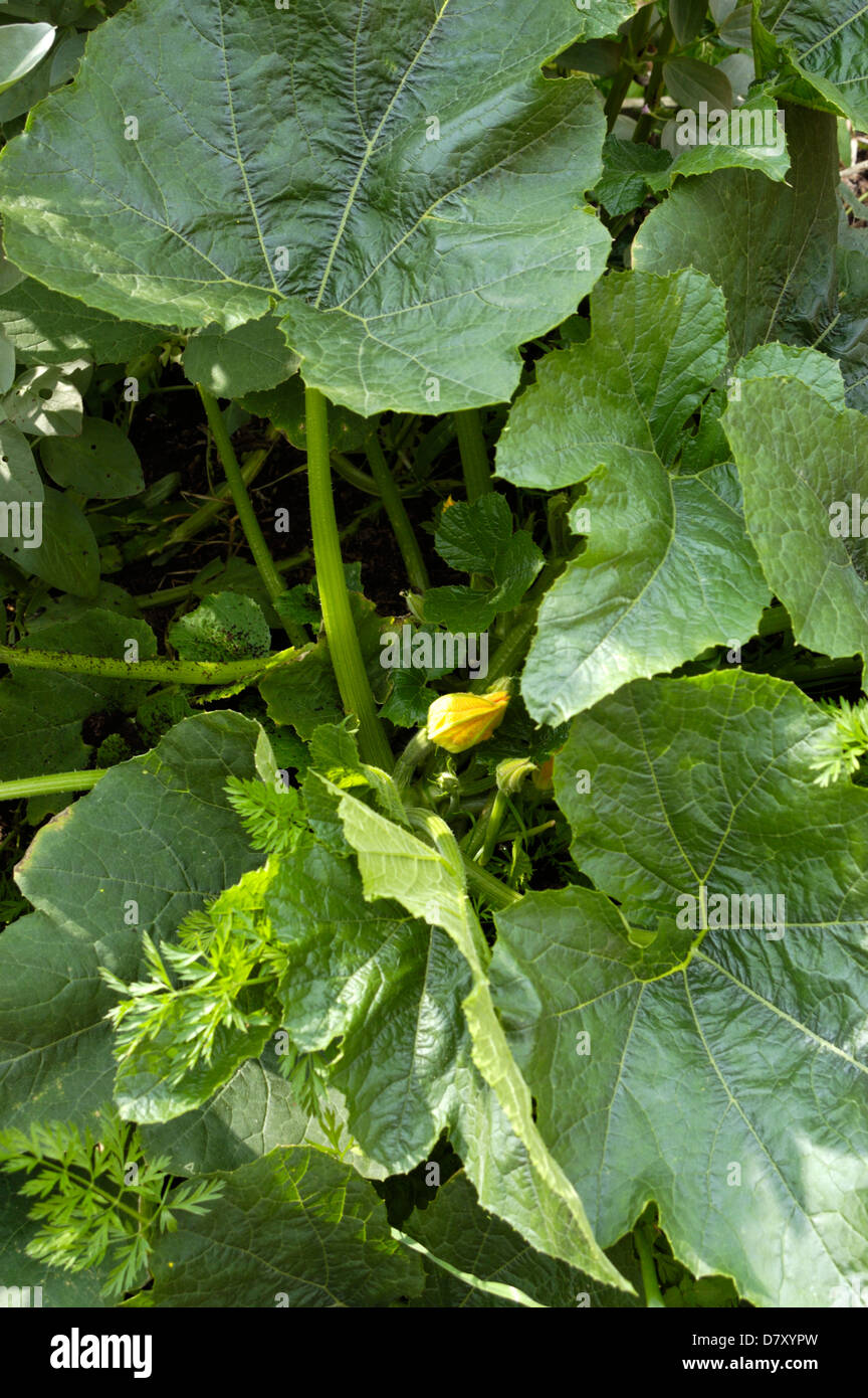 Long trailing leaf hi-res stock photography and images - Alamy
