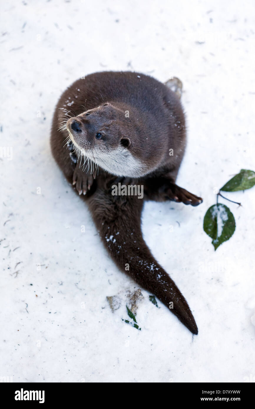 Eurasian river otter vertical hi-res stock photography and images - Alamy