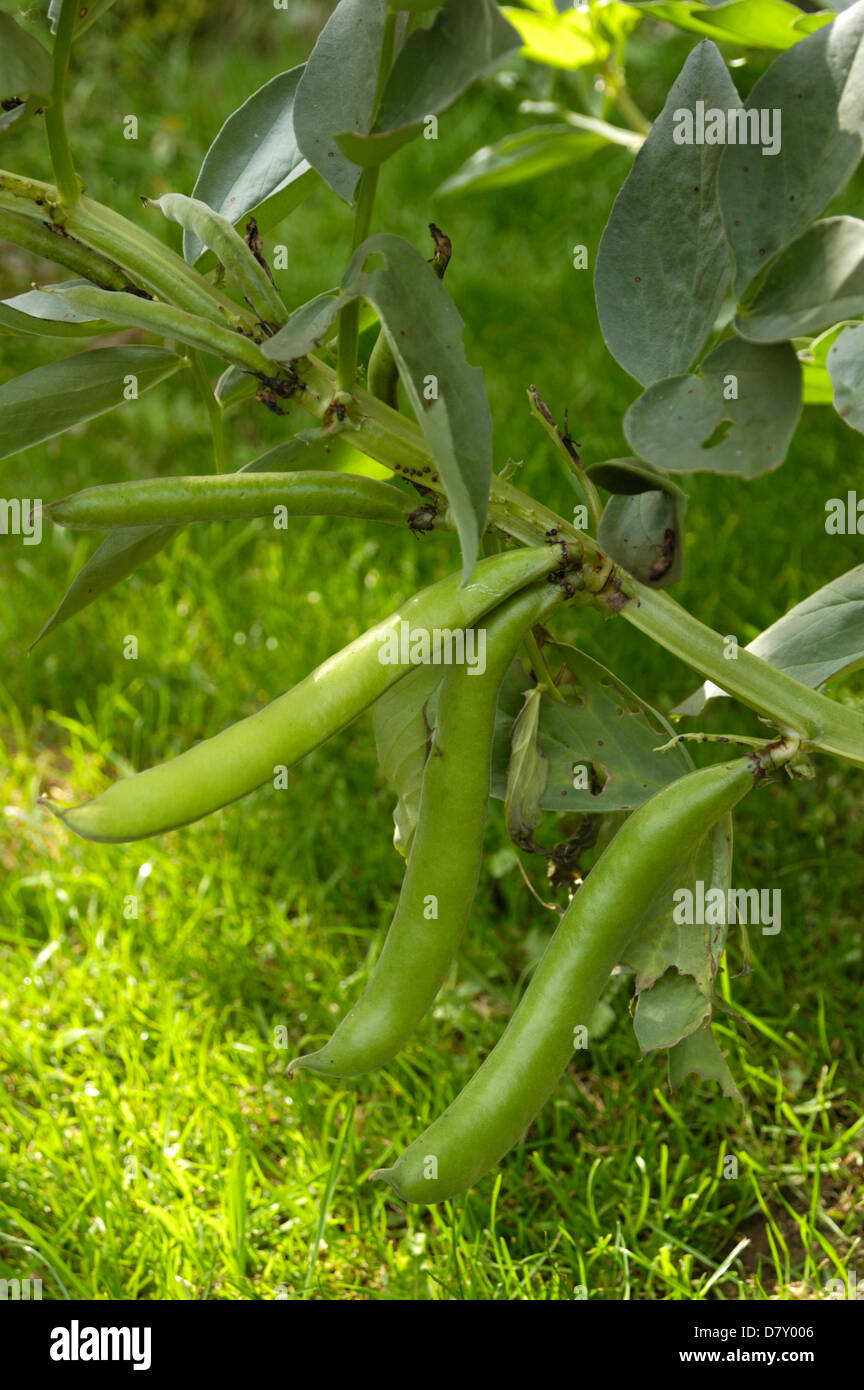 Close-up of Broad Bean Pods (Giant Exhibition Longpod) growing in ...