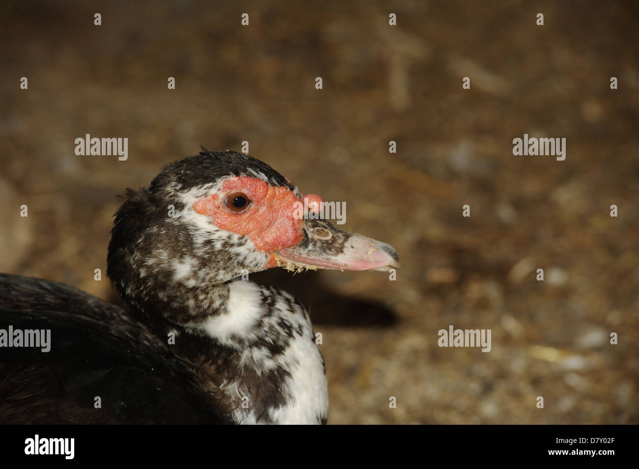 Zoom duck hi-res stock photography and images - Alamy