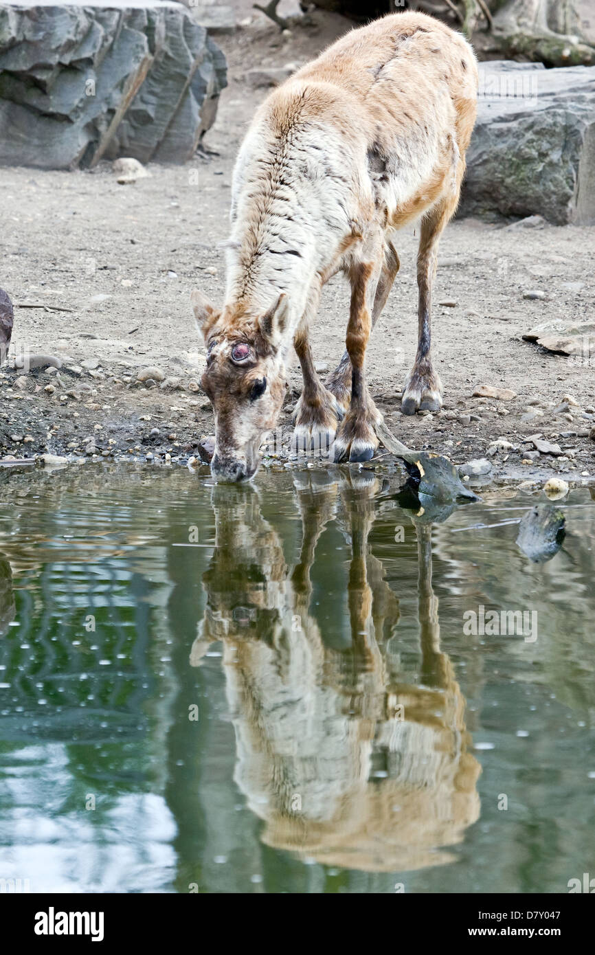 Puddle of water and deer hi-res stock photography and images - Alamy
