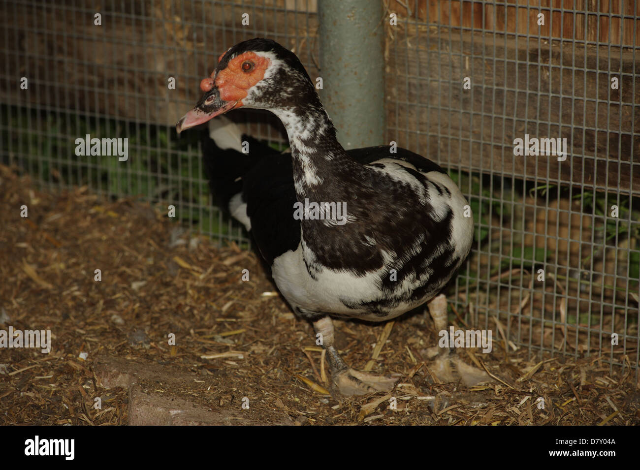 Zoom duck hi-res stock photography and images - Alamy