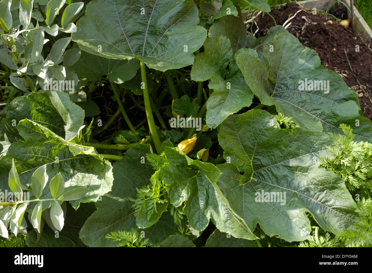 Improved bush hi-res stock photography and images - Alamy