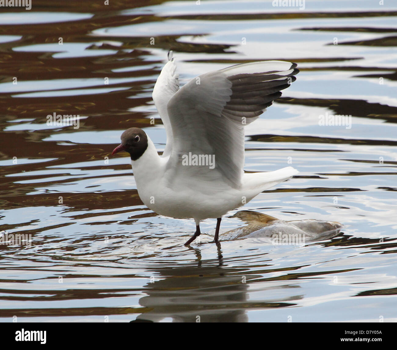 Adult Black-headed Gull (Chroicocephalus ridibundus) eating a large ...