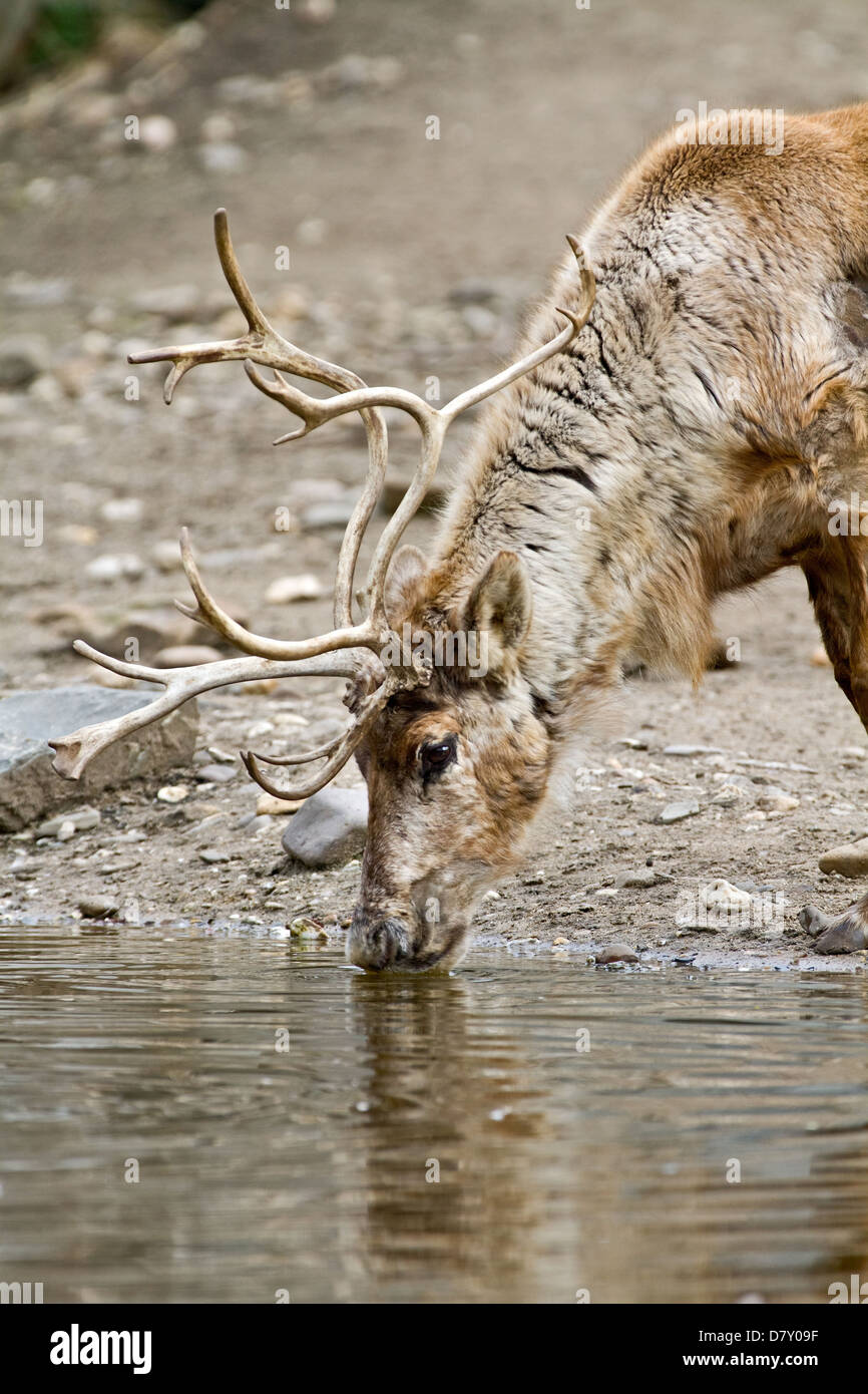 Caribou water drink hi-res stock photography and images - Alamy