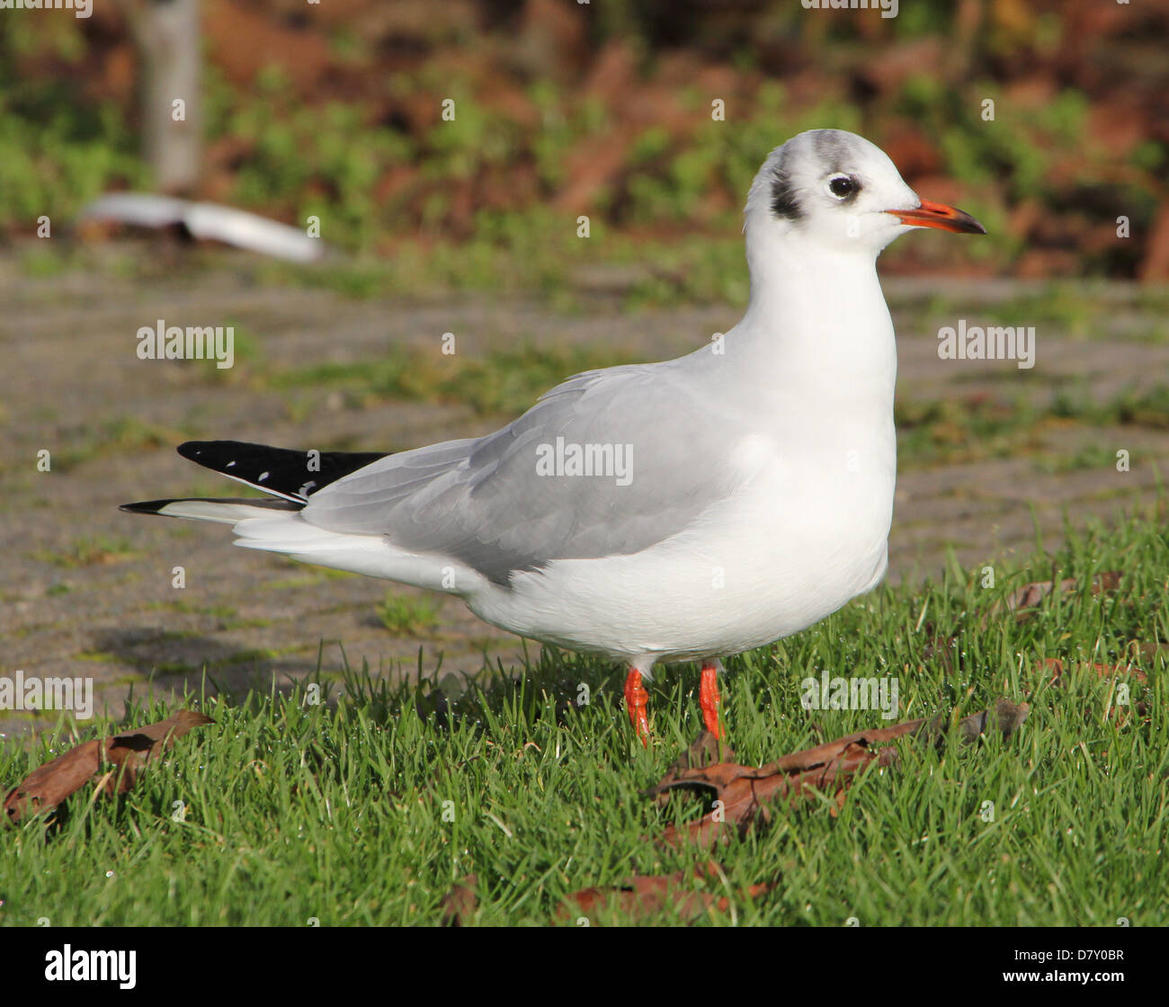 Detailed close up of an adult Black-headed Gull (Chroicocephalus ...