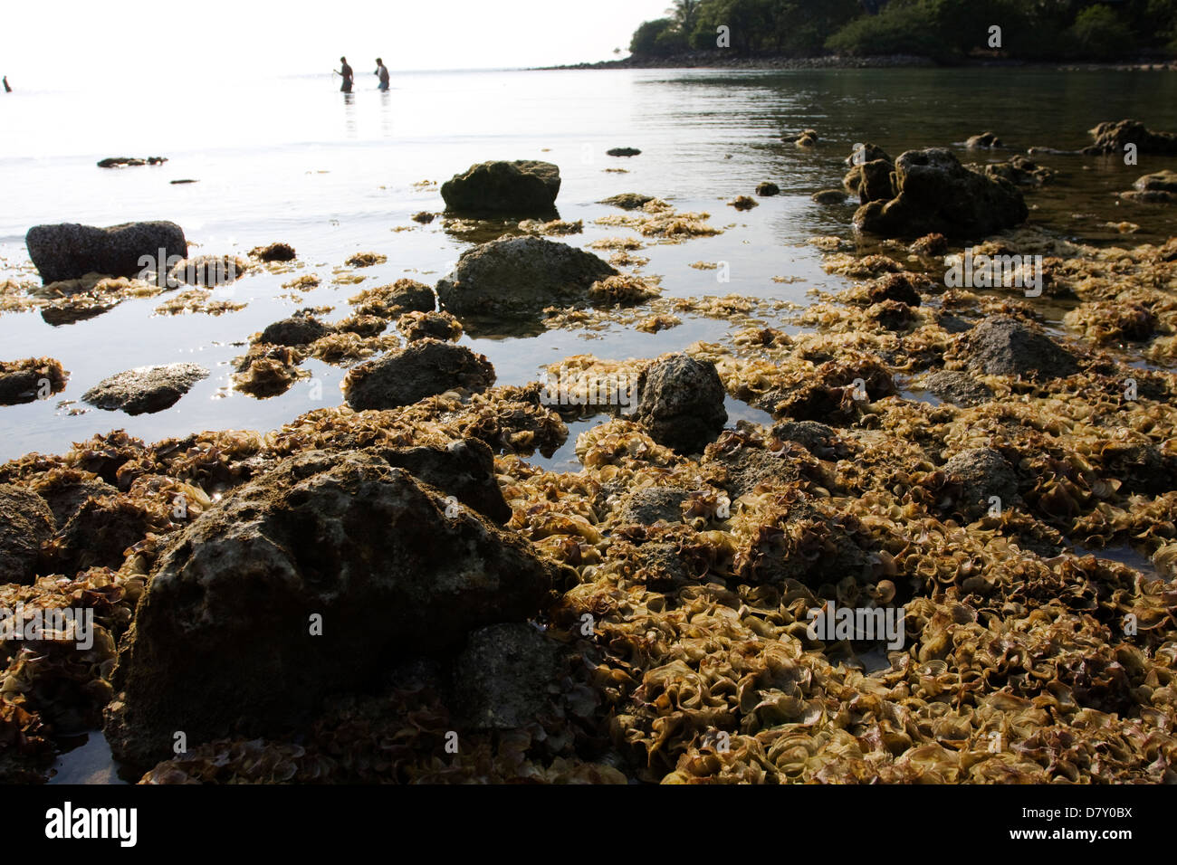 Ko ma beach hi-res stock photography and images - Alamy