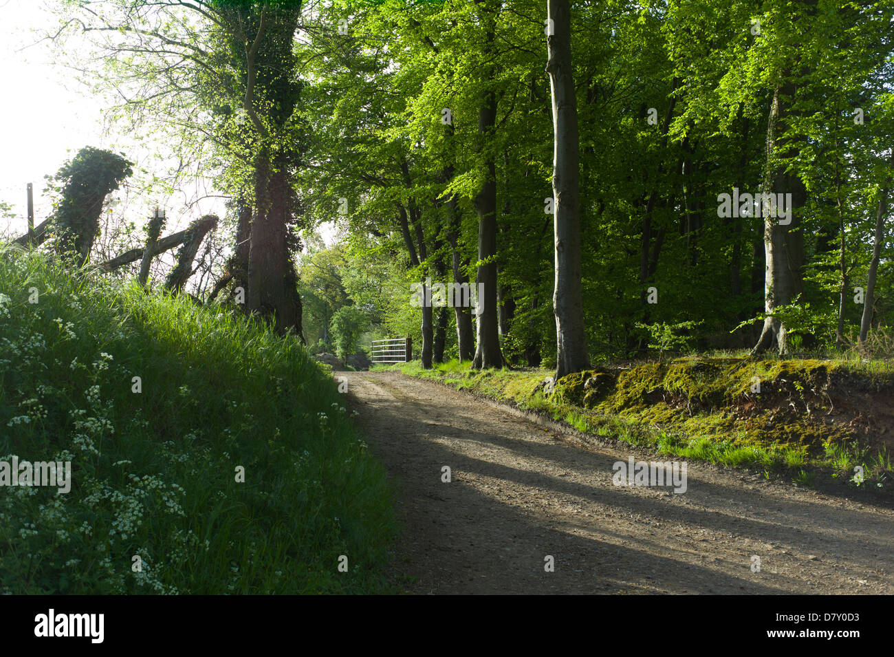 Country lane and gate, woods, Normandy, France Stock Photo - Alamy