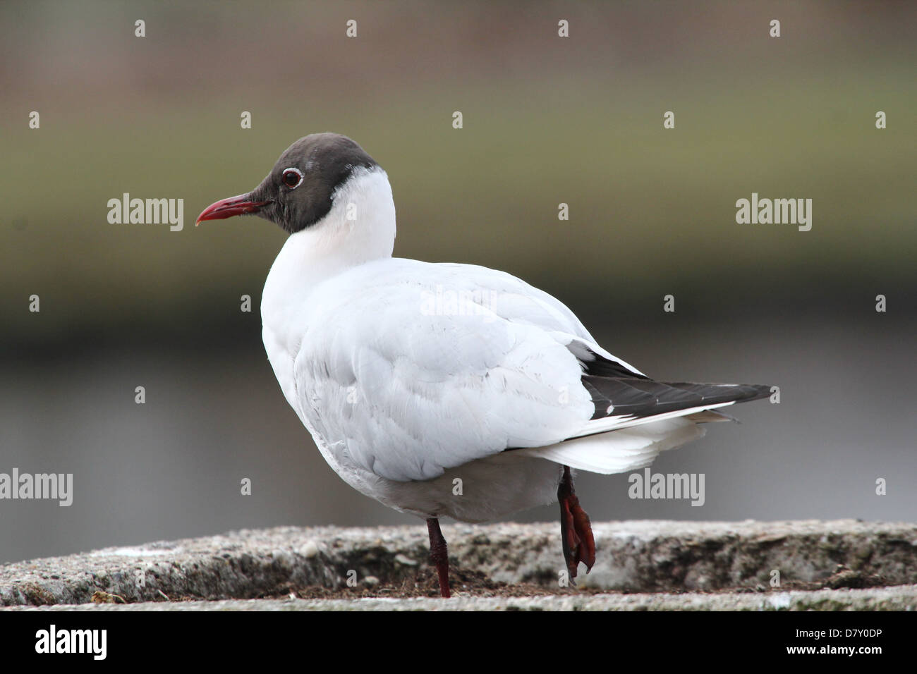 Gull detailed hi-res stock photography and images - Alamy