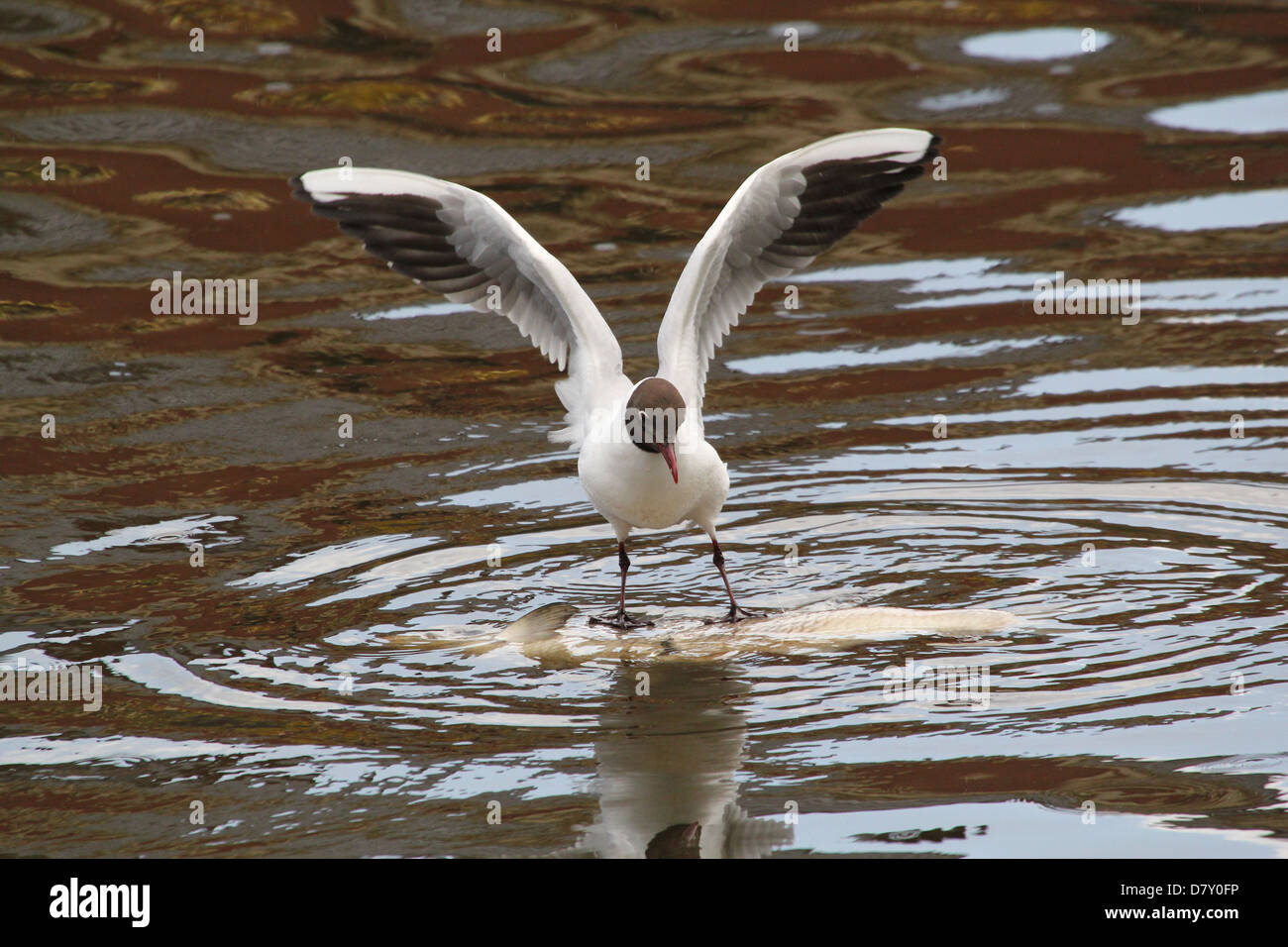 Adult Black-headed Gull (Chroicocephalus ridibundus) eating a large ...