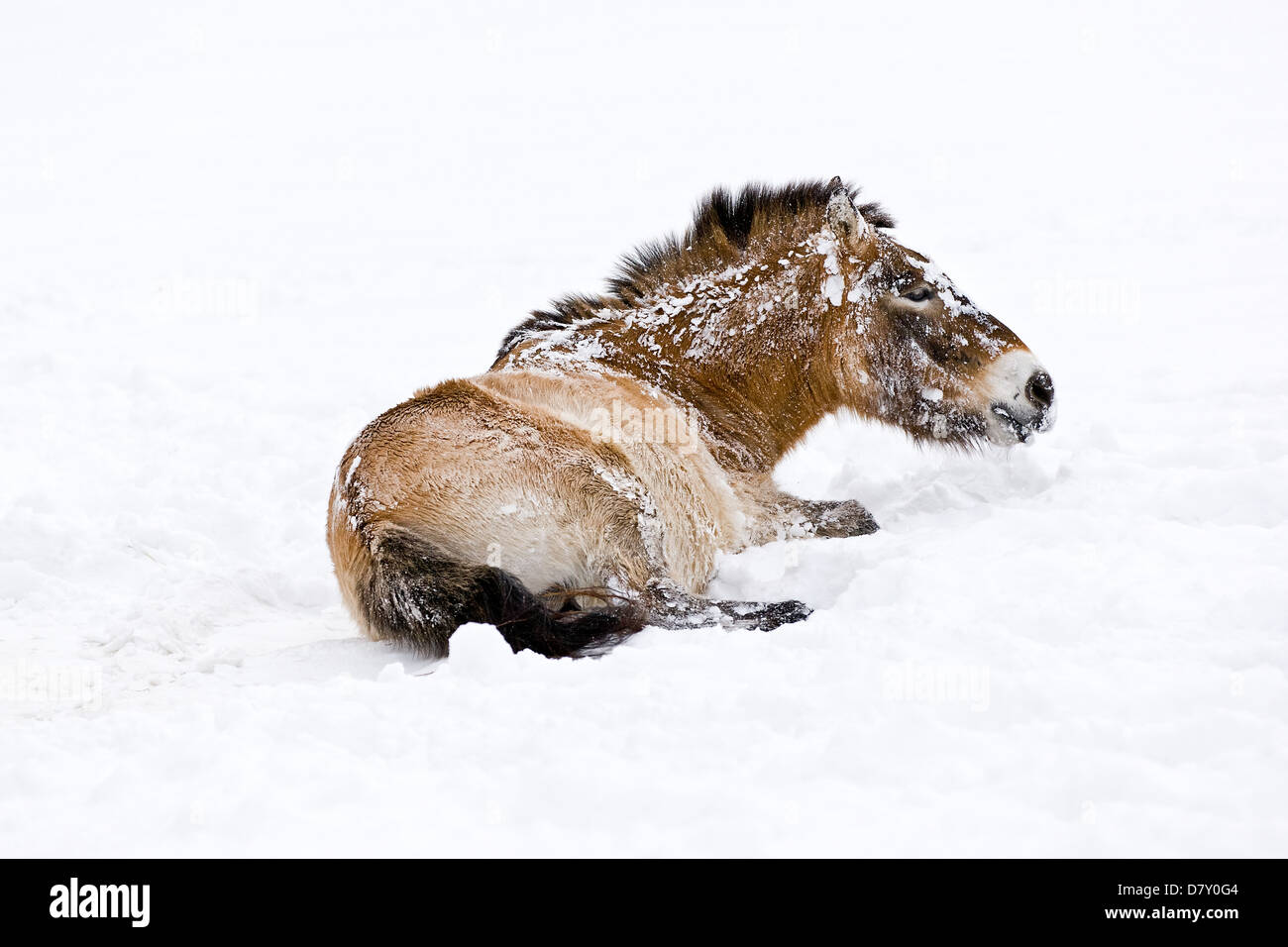 One horse 1 Cut Out Stock Images & Pictures - Alamy