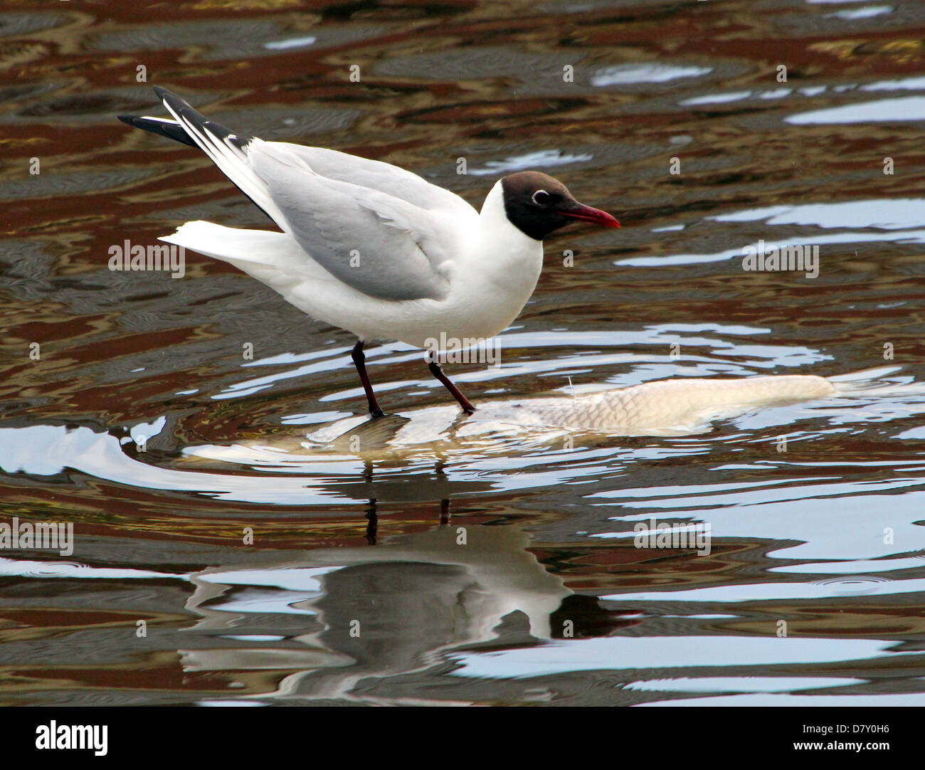 Adult Black-headed Gull (Chroicocephalus ridibundus) eating a large ...