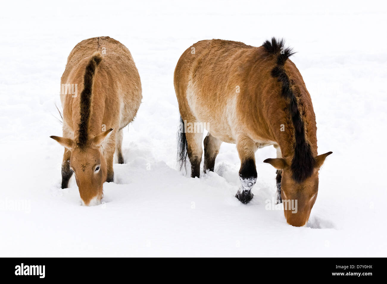 Mongolian horses Cut Out Stock Images & Pictures - Alamy