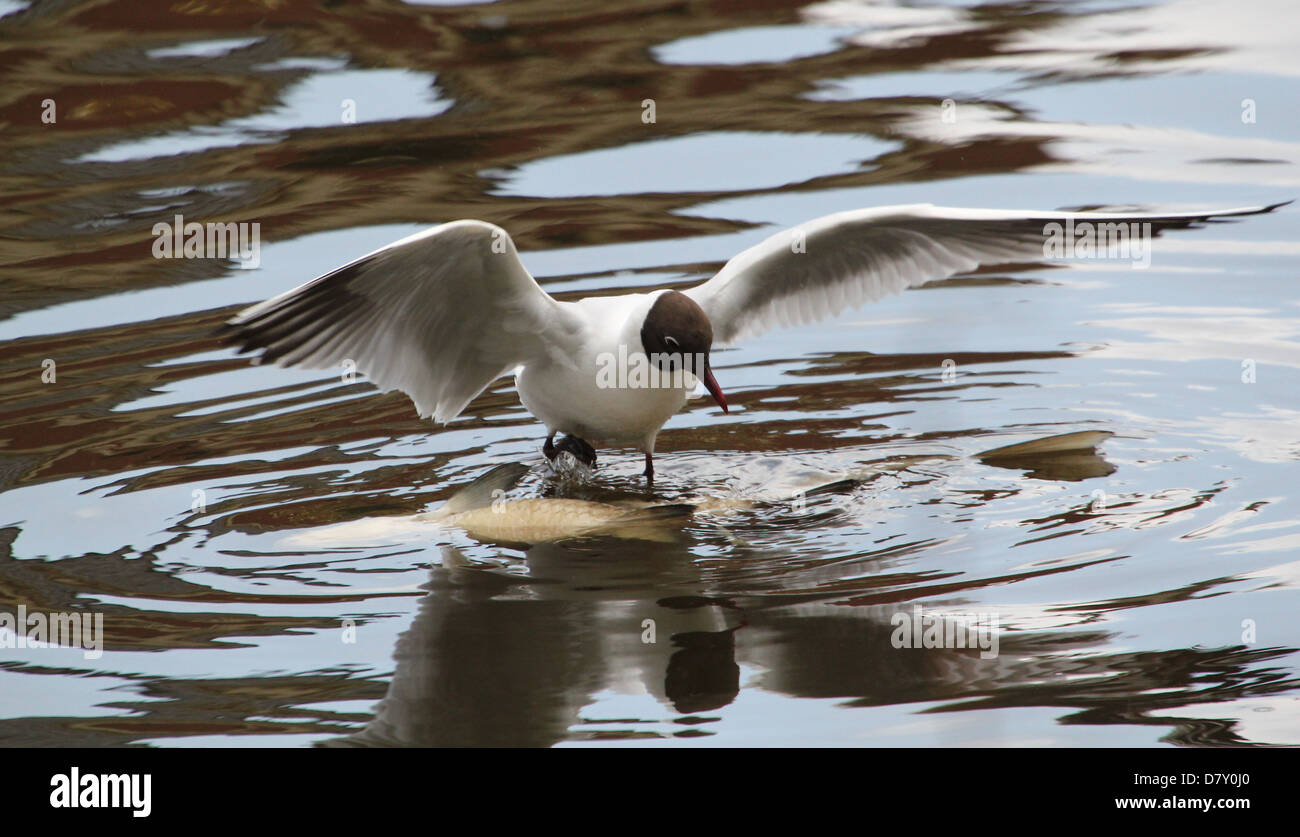 Adult Black-headed Gull (Chroicocephalus ridibundus) eating a large ...