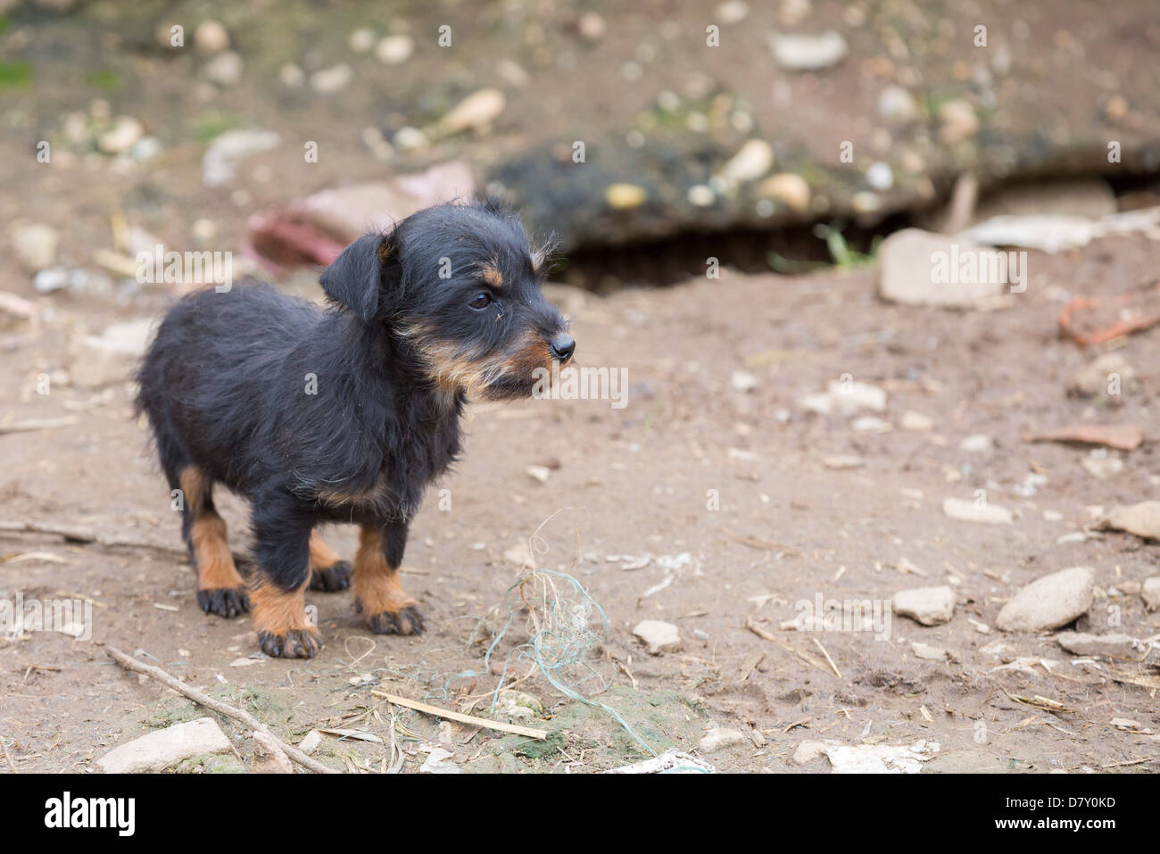 Dackel Teckel Portrait High Resolution Stock Photography and Images - Alamy