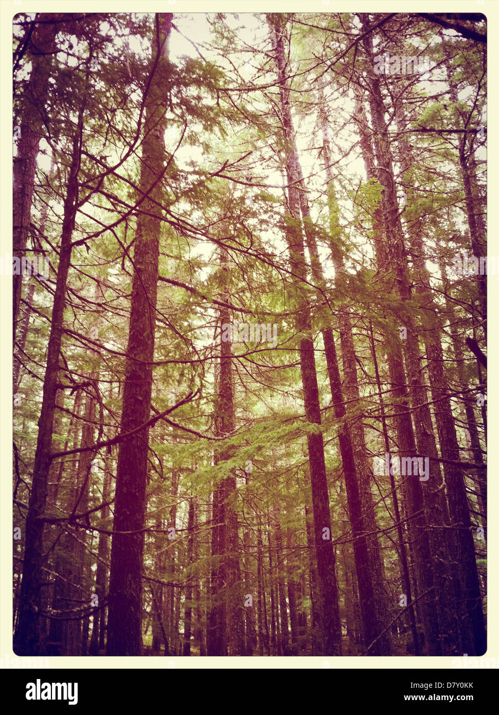 Bare trees growing in forest Stock Photo - Alamy