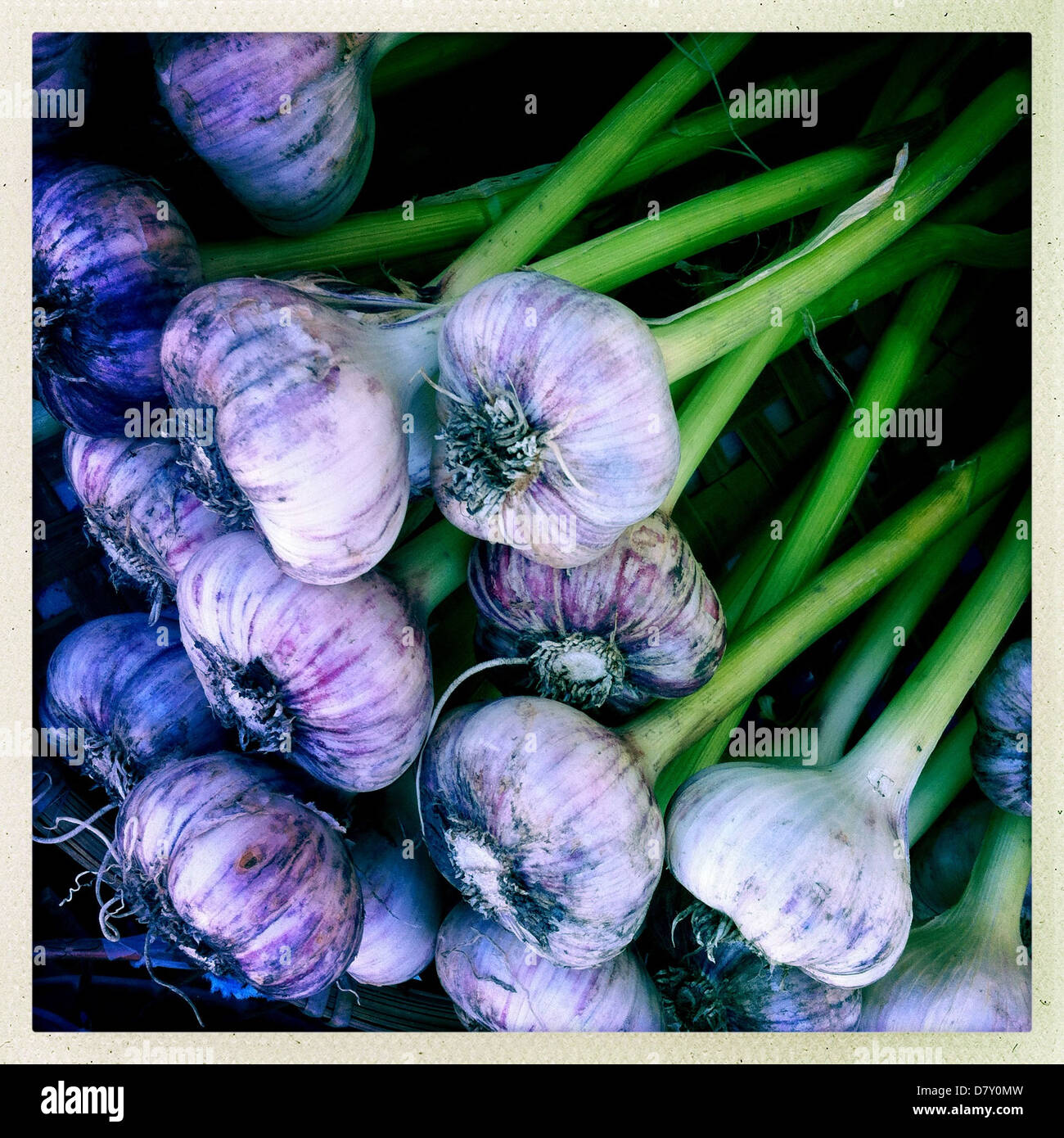 Close up of sprouting bulbs Stock Photo - Alamy