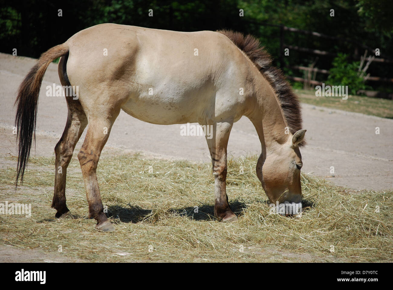 donkey eating hay, profile view Stock Photo - Alamy