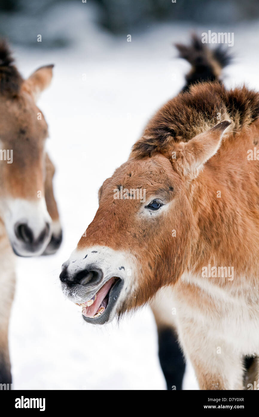 Angry wild horse hi-res stock photography and images - Alamy
