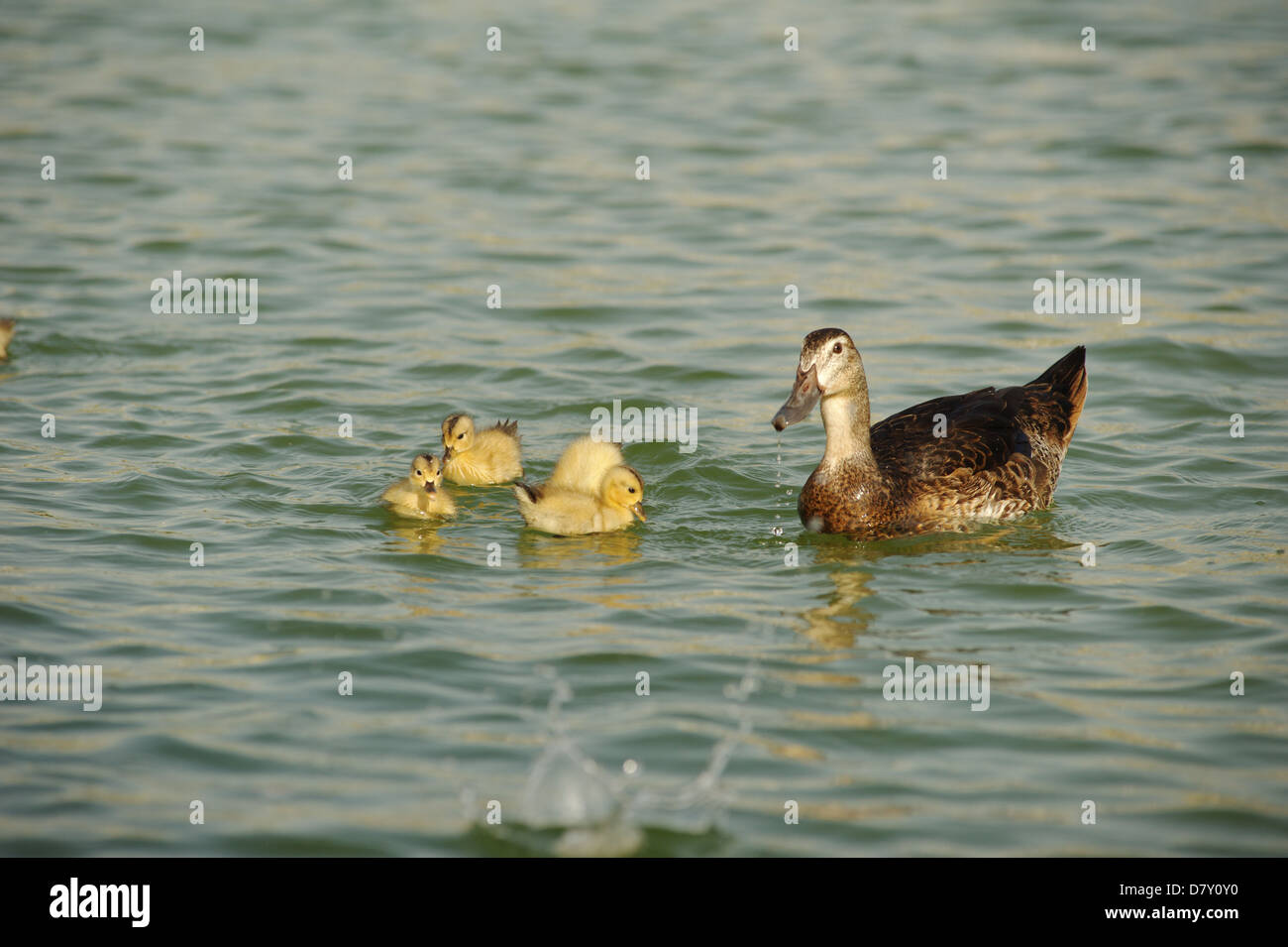 duck in water Stock Photo - Alamy