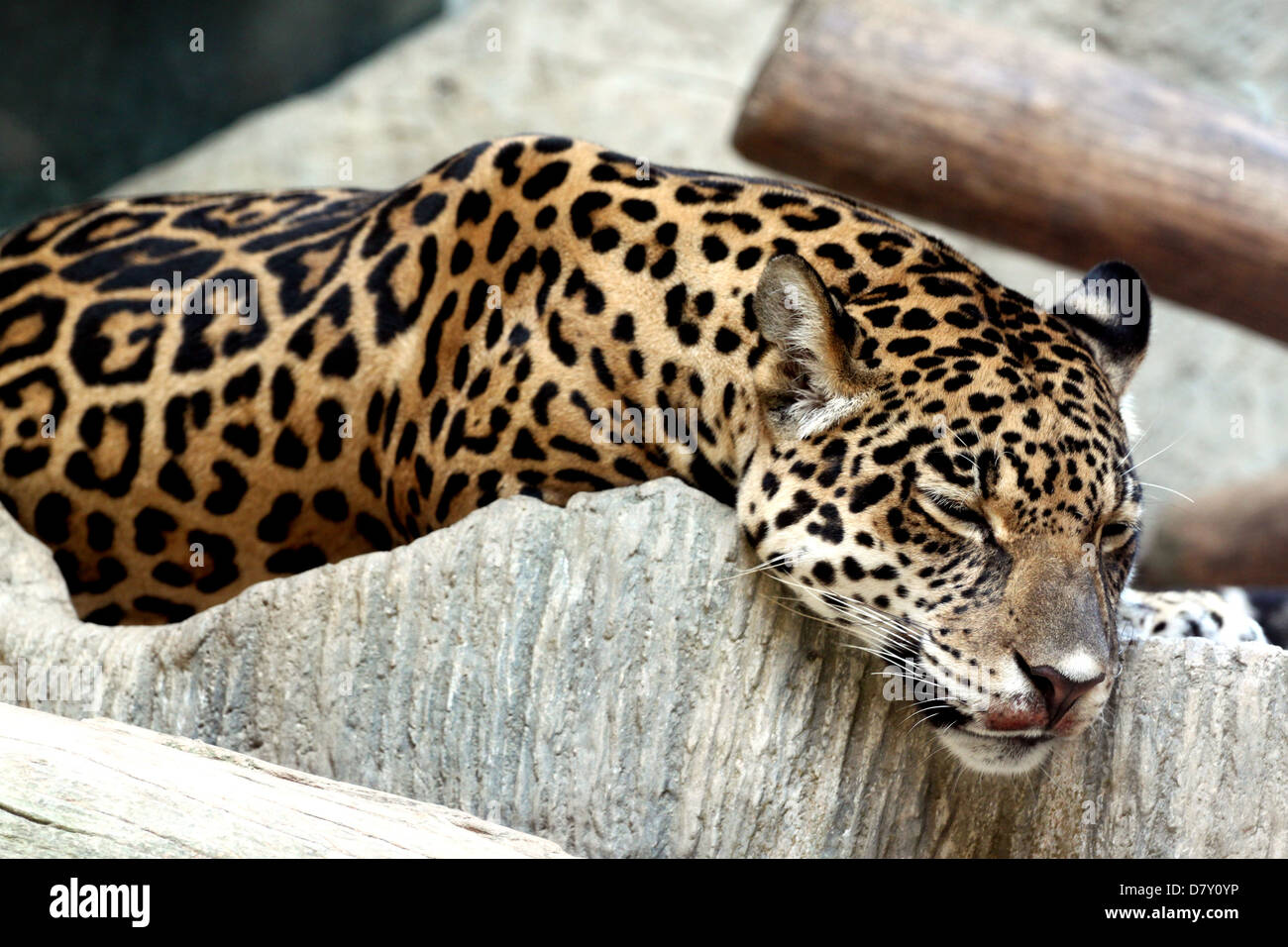 Leopard relaxing on The day comfortable sleeping Stock Photo - Alamy