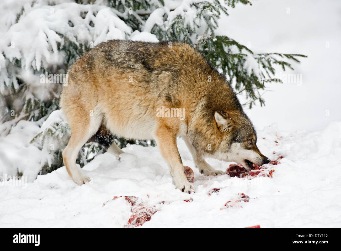 Bleeding wolf hi-res stock photography and images - Alamy