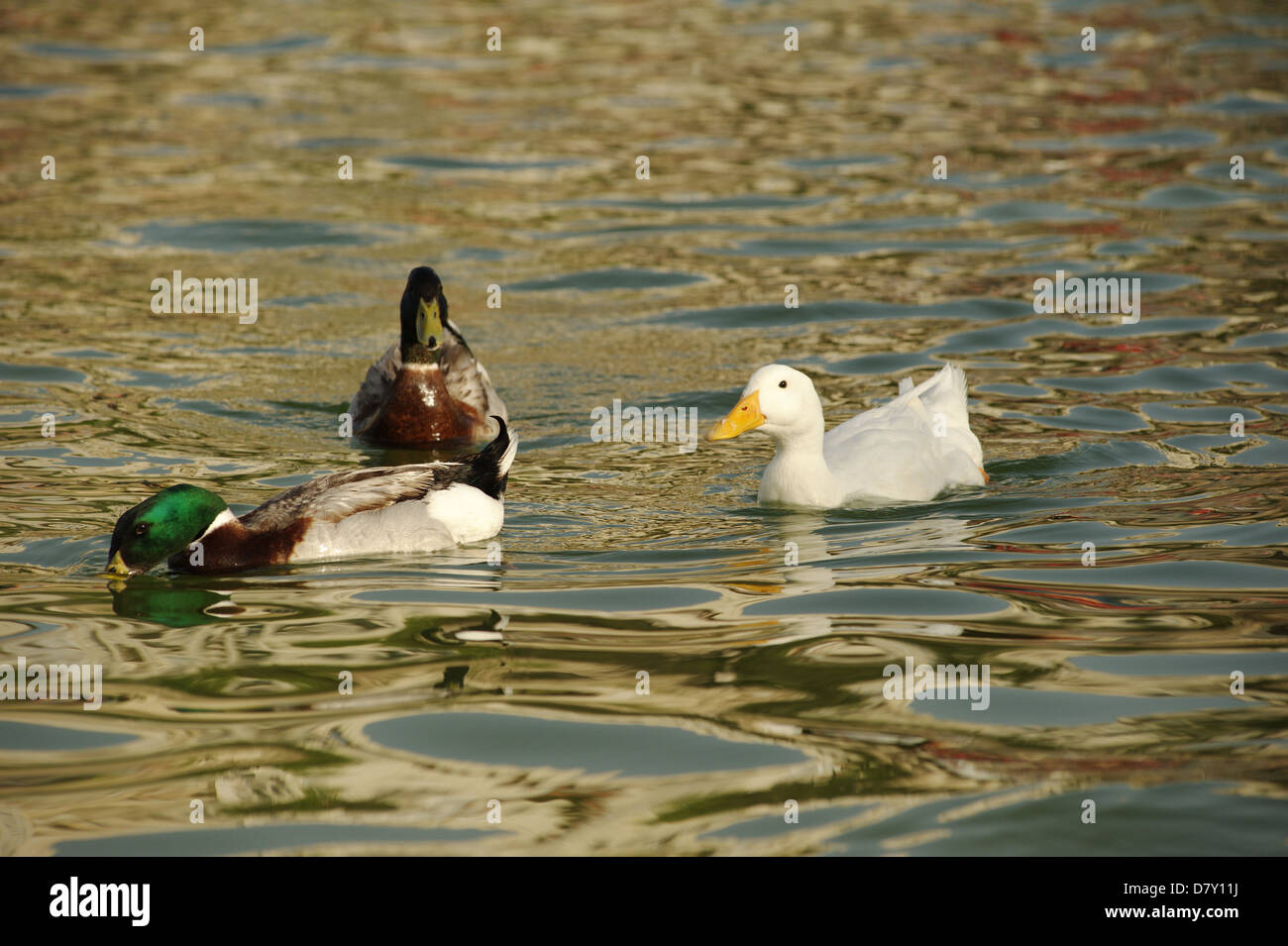 duck in water Stock Photo - Alamy