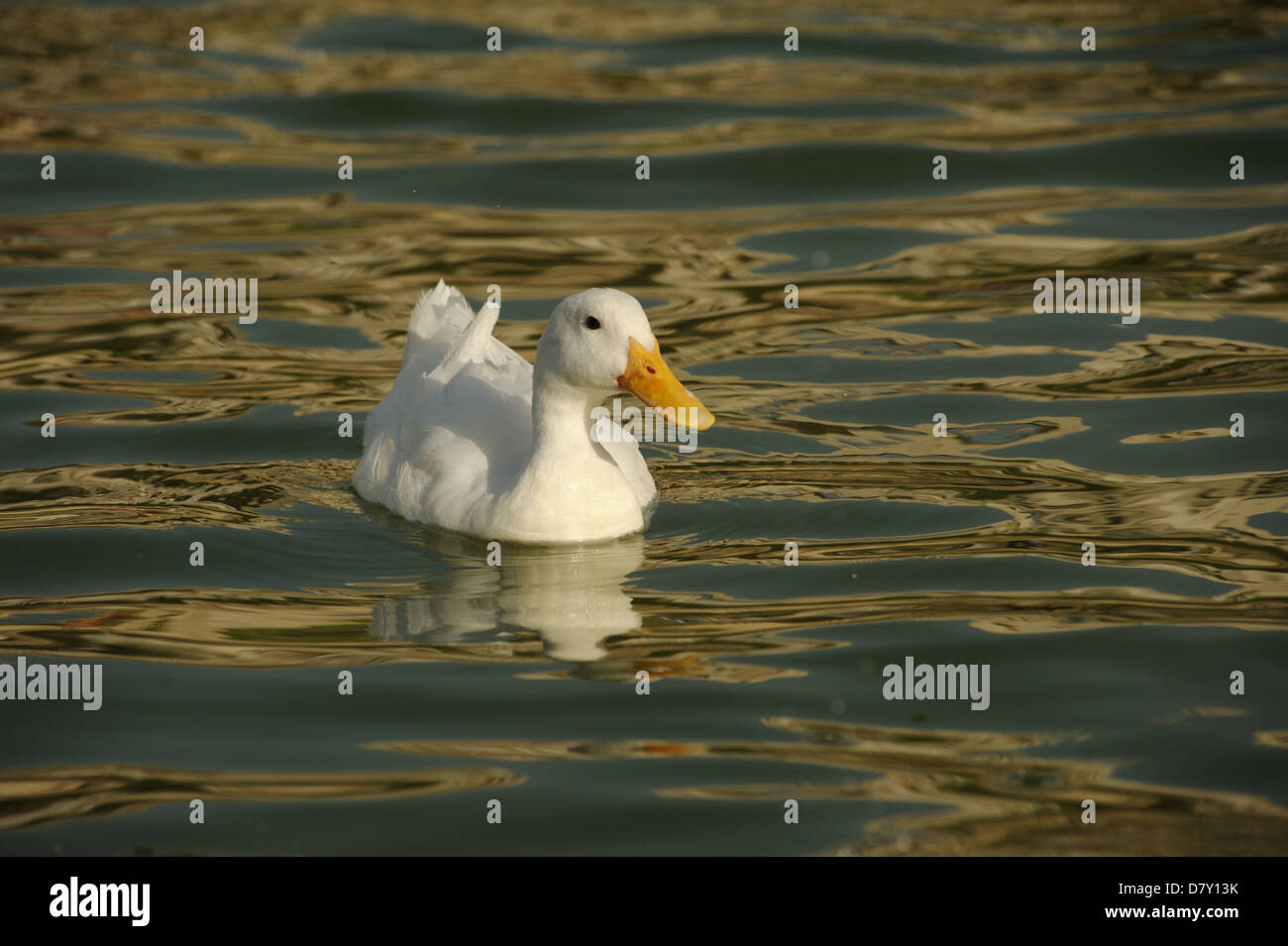 duck in water Stock Photo - Alamy