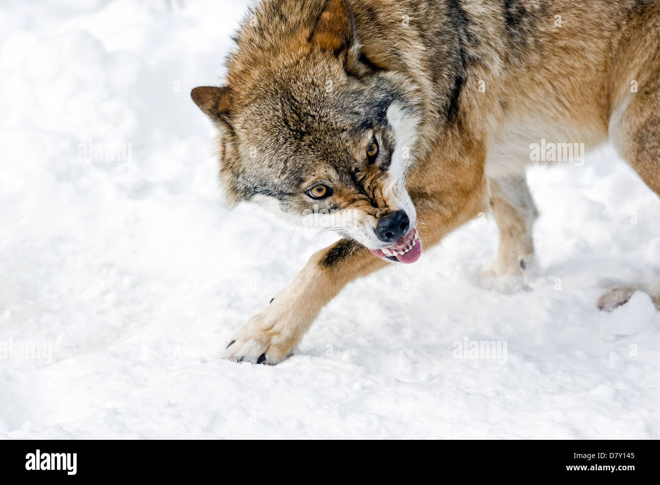 Grey wolf gesture hi-res stock photography and images - Alamy