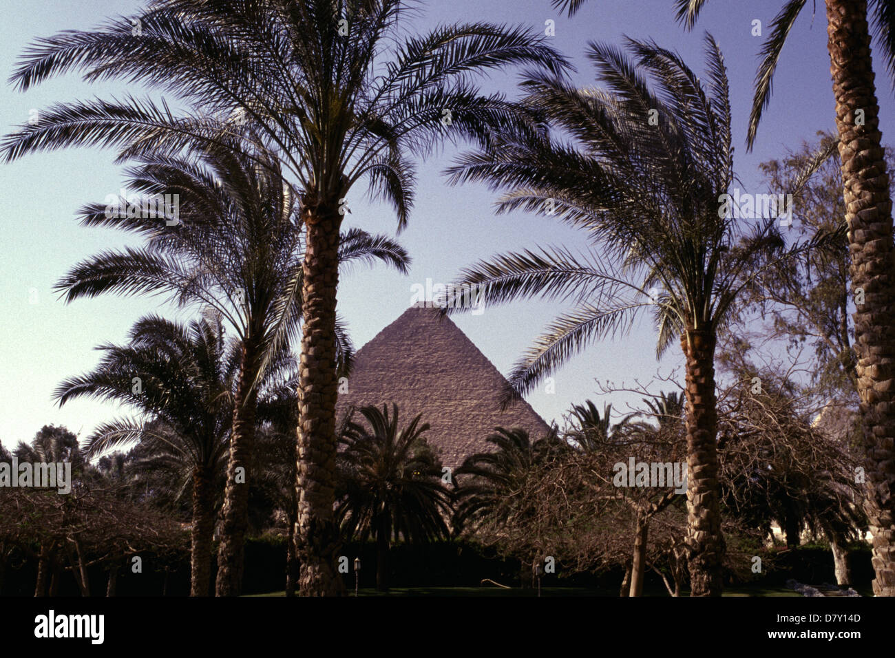 View of the Great Pyramid of Cheops across palm trees in Giza Cairo ...