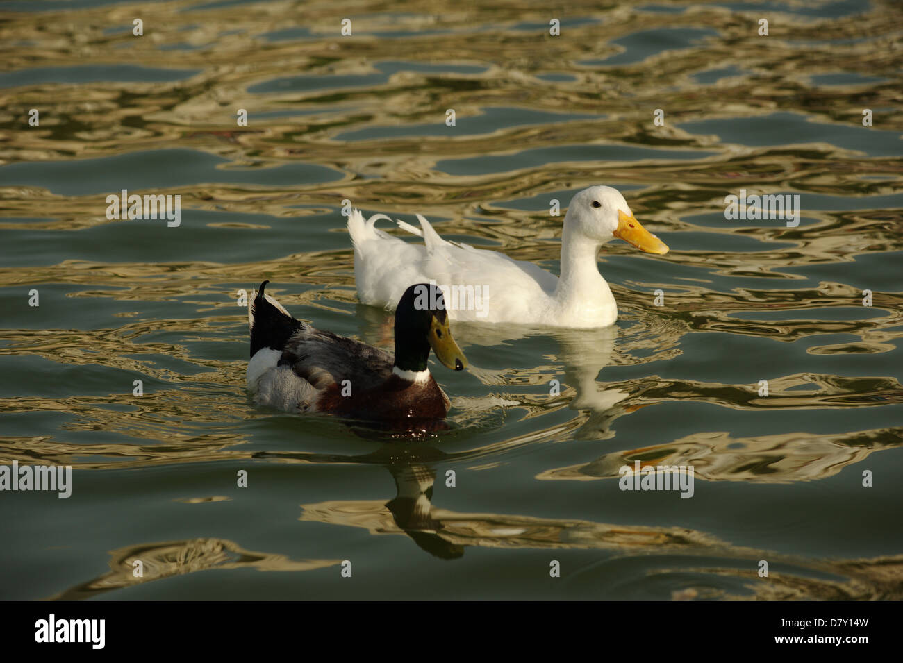 duck in water Stock Photo - Alamy