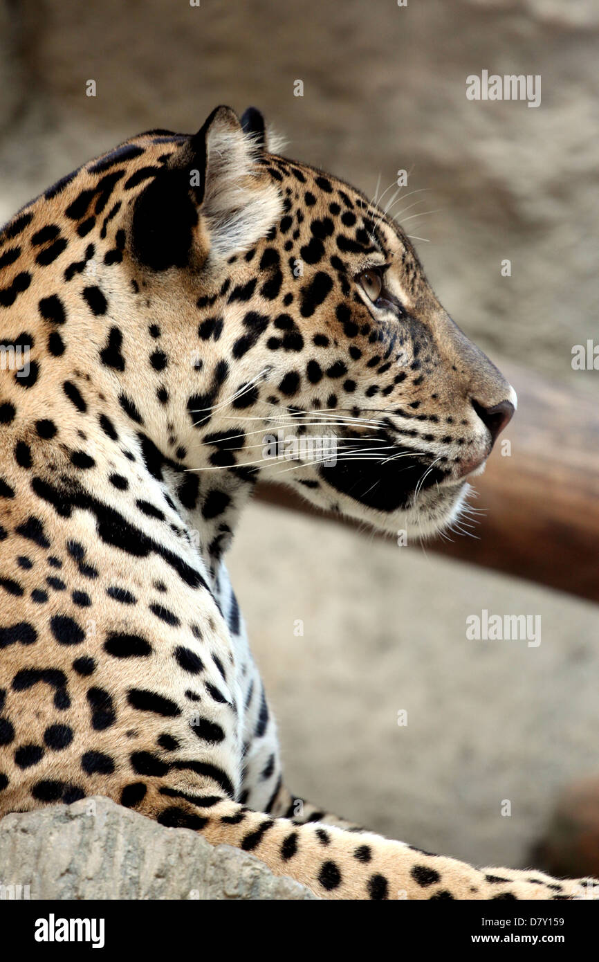 Leopard side profile hi-res stock photography and images - Alamy