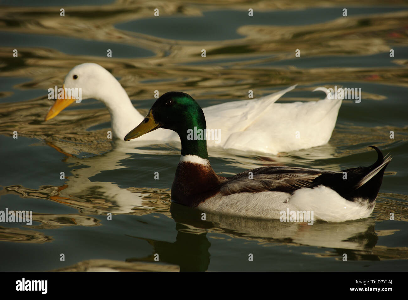 duck in water Stock Photo - Alamy