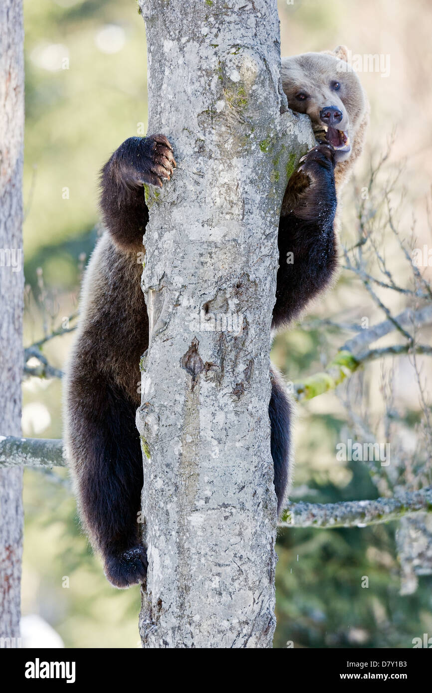 Bear nibbles hi-res stock photography and images - Alamy