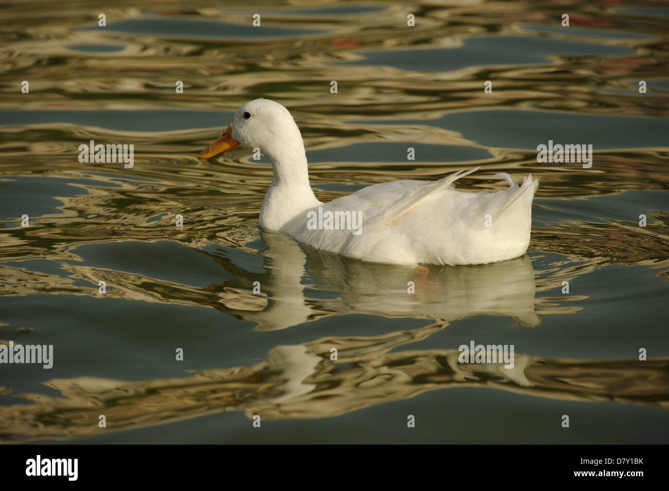 duck in water Stock Photo - Alamy
