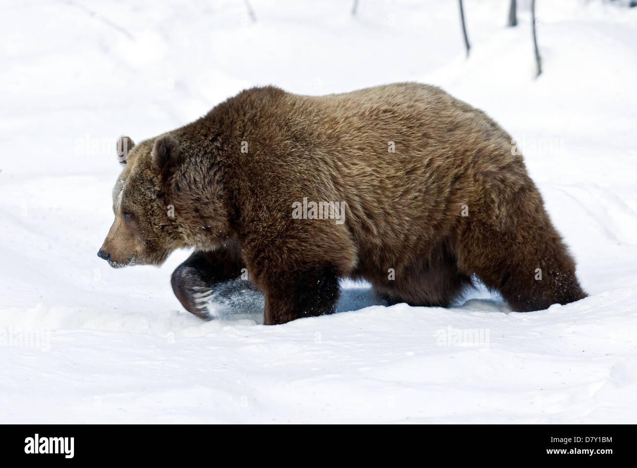 Brown bear adult walks hi-res stock photography and images - Alamy