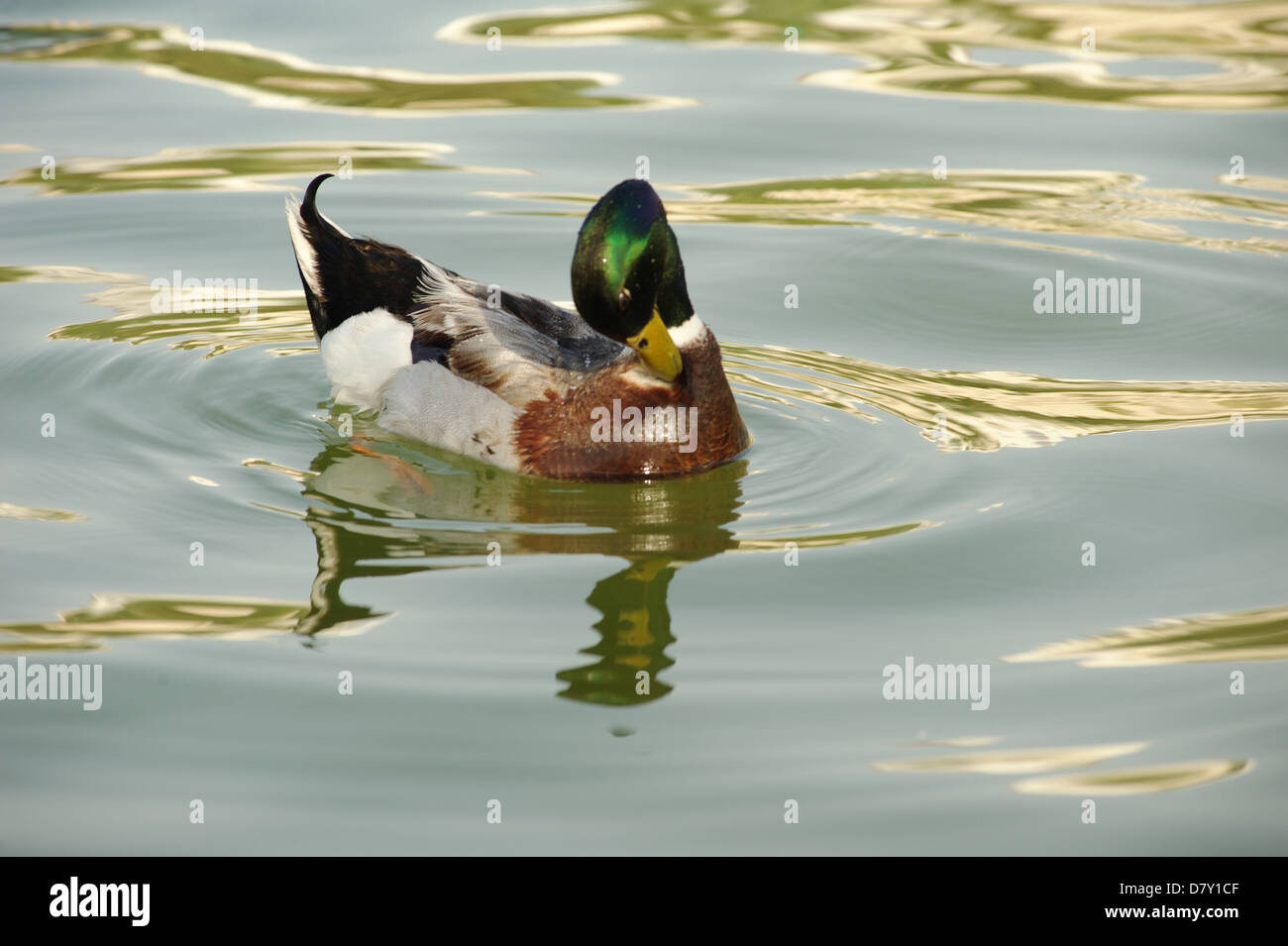 duck in water Stock Photo - Alamy