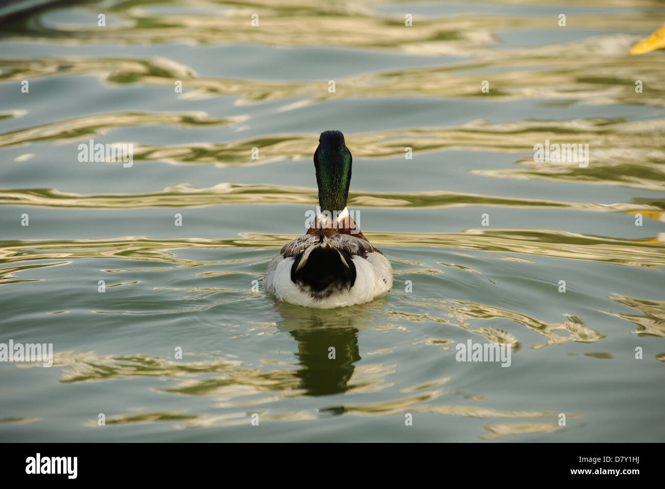 duck in water Stock Photo - Alamy