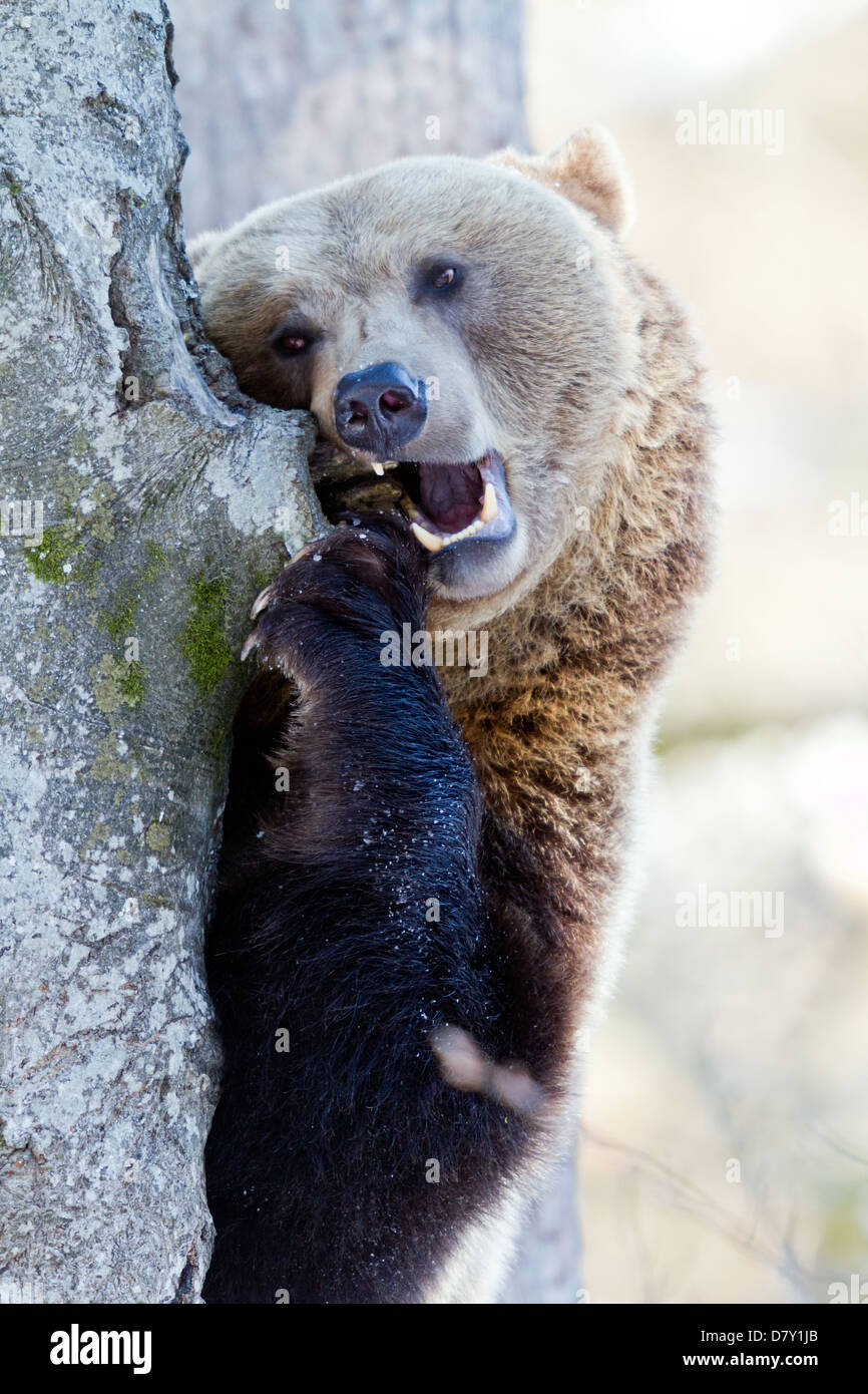 Bear nibbles hi-res stock photography and images - Alamy