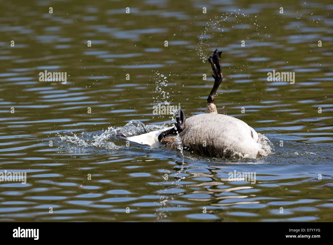 Canada goose preening behaviour hi-res stock photography and images - Alamy