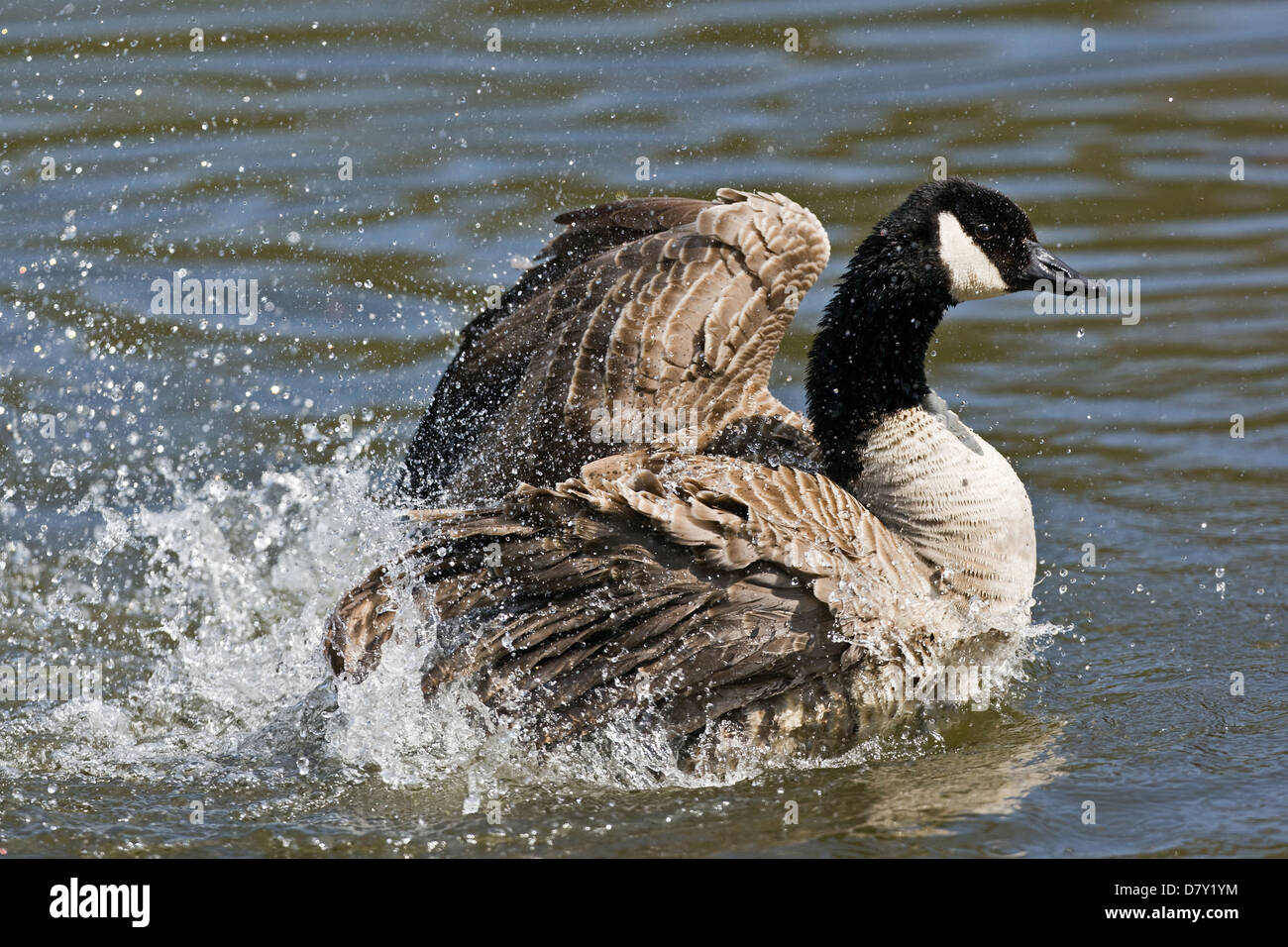 Canada goose preening behaviour hi-res stock photography and images - Alamy
