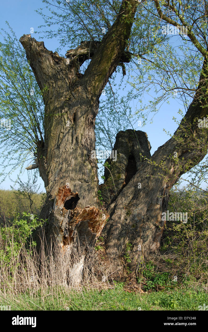 Old willow , tree growing in the field Stock Photo - Alamy