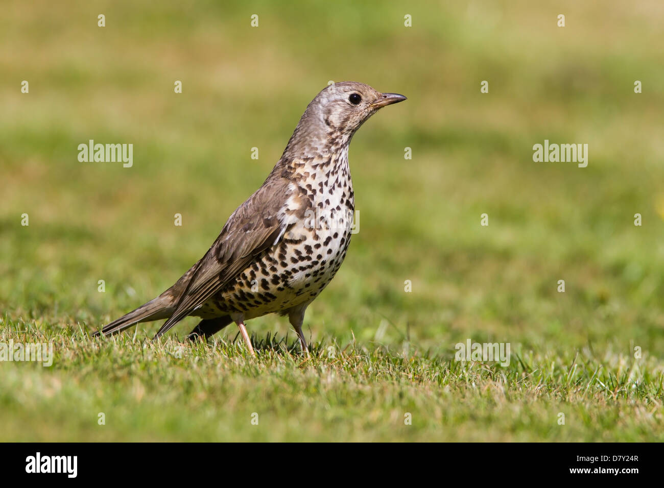 Mistle thrush hi-res stock photography and images - Alamy