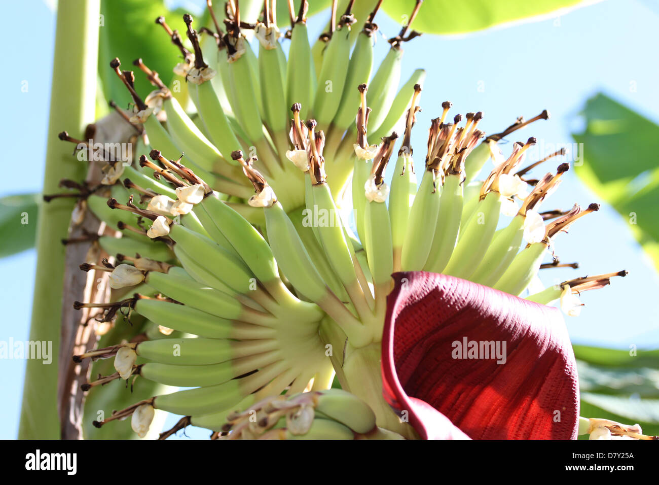 The Bananas are a fruit, but not ripe Stock Photo - Alamy