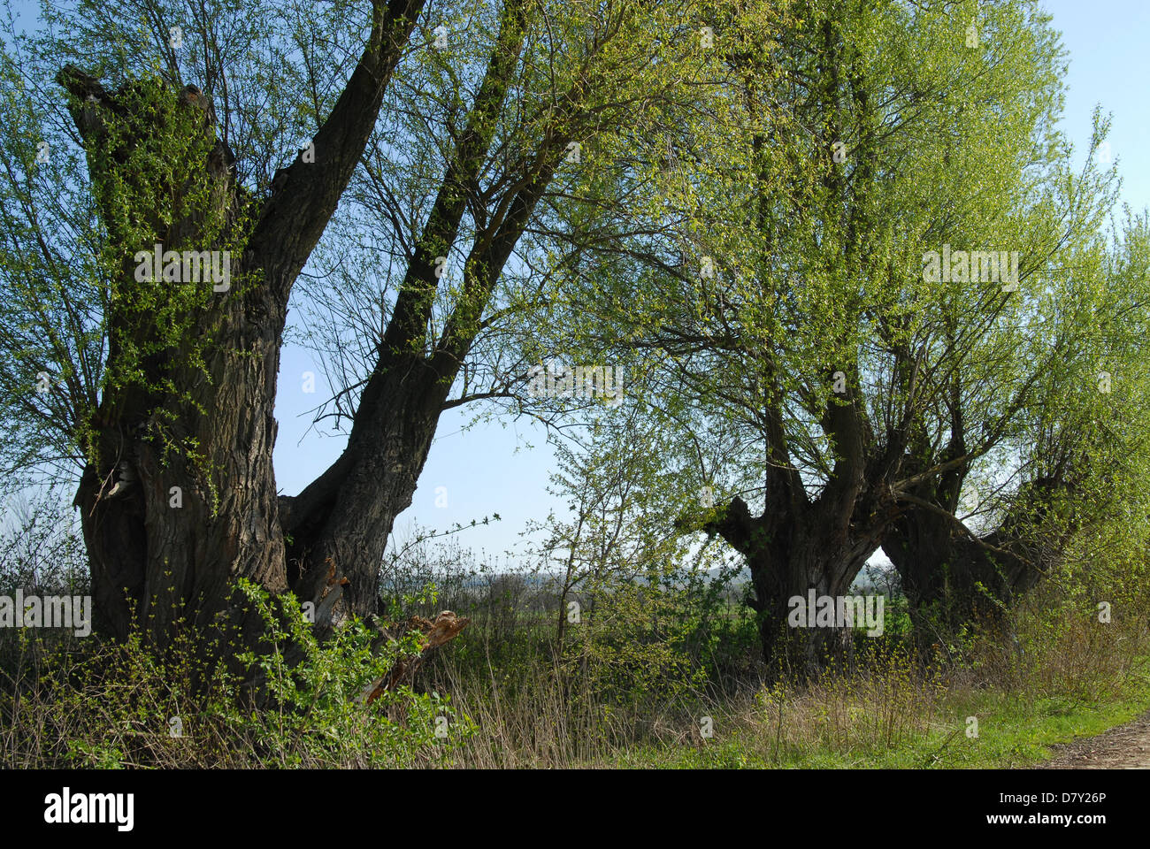 Old willow , tree growing in the field Stock Photo - Alamy