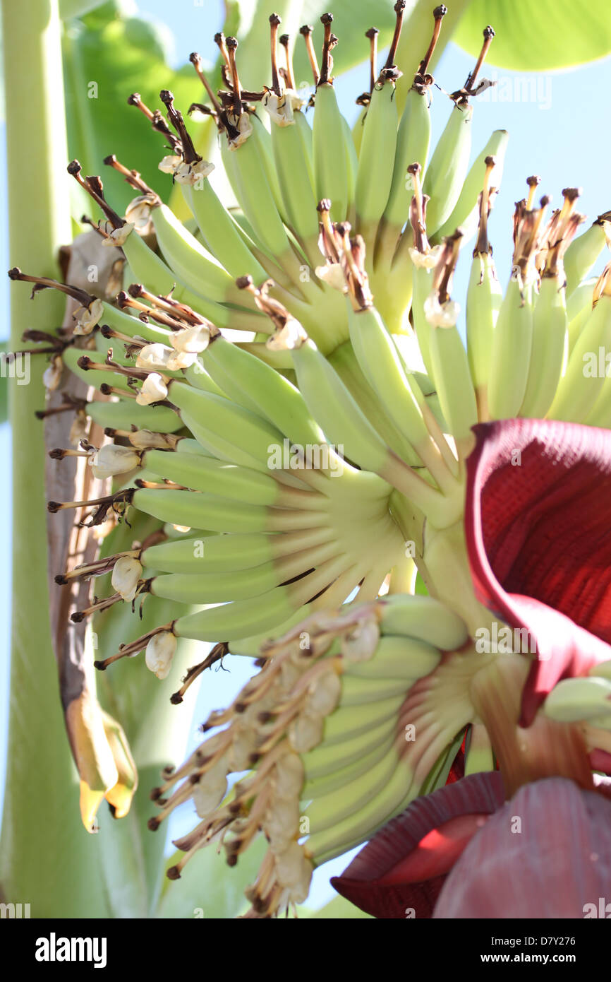 The Bananas are a fruit, but not ripe Stock Photo - Alamy