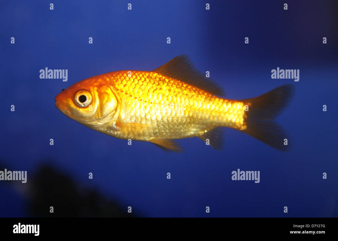 Goldfish High Resolution Stock Photography and Images - Alamy