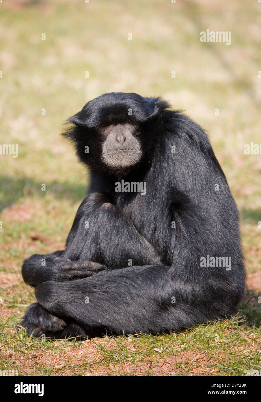 Siamang hylobates syndactylus hi-res stock photography and images - Alamy