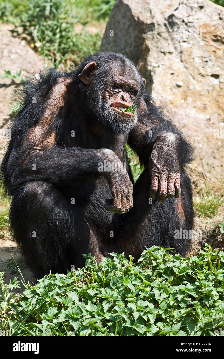 Chimpanzee eating grass hi-res stock photography and images - Alamy
